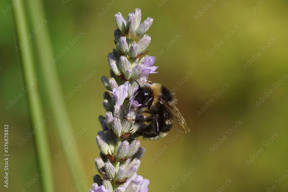 Vestal cuckoo bumblebee (Bombus vestalis), a species of cuckoo ...