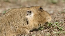St. Patrick&s Day Rat Free Stock Photo - Public Domain Pictures
