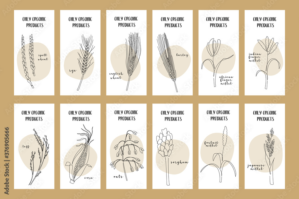 Set of flyers with grain crops: wheat, rye, barley, oats, teff, corn ...