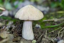 Entoloma incanum的 免费图片 - Public Domain Pictures