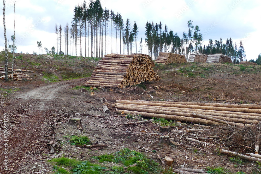 Catastrophic forest dying in Germany, monoculture of spruce trees, by ...