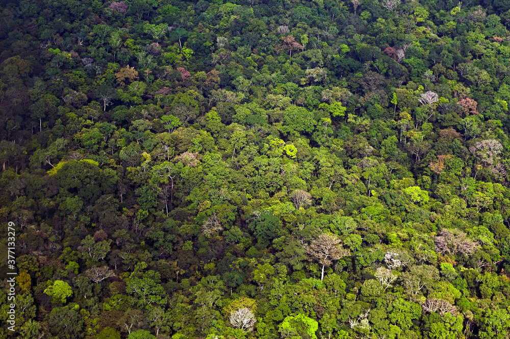 Vista aérea da floresta amazônica Stock Photo | Adobe Stock