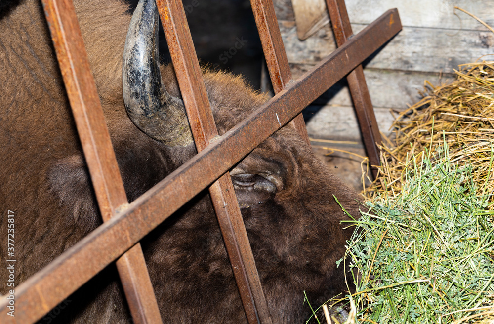European bison (Bison bonasus), also known as the wisent. The existence ...