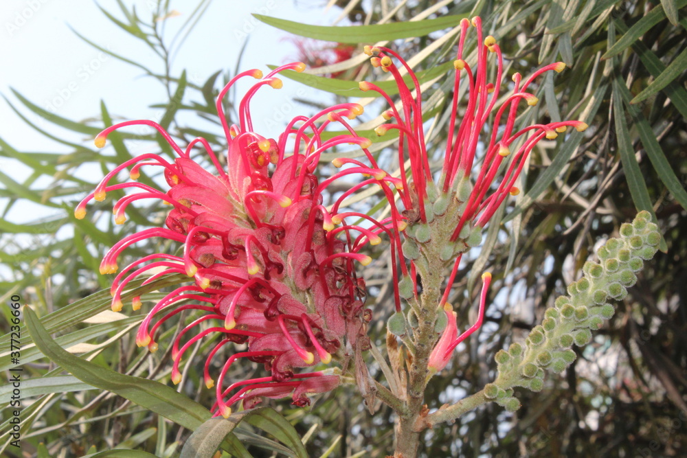 Grevillea banksii, known as red silky oak, dwarf silky oak, Banks ...