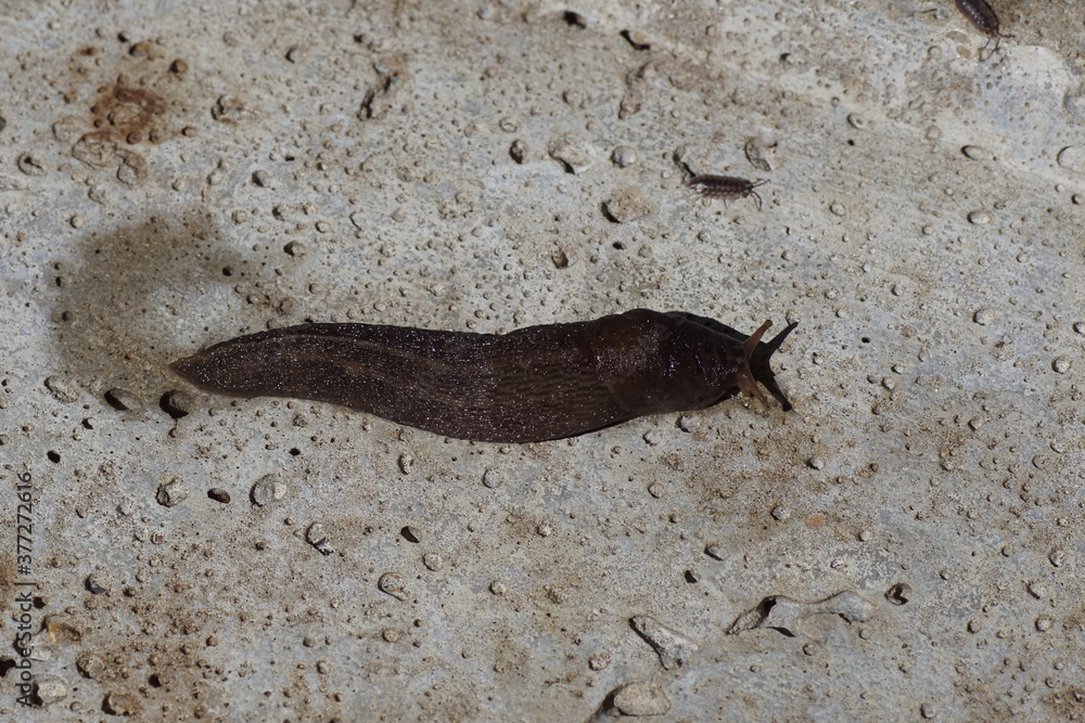 Great gray slug, leopard slug (Limax maximus), family Limacidae ...