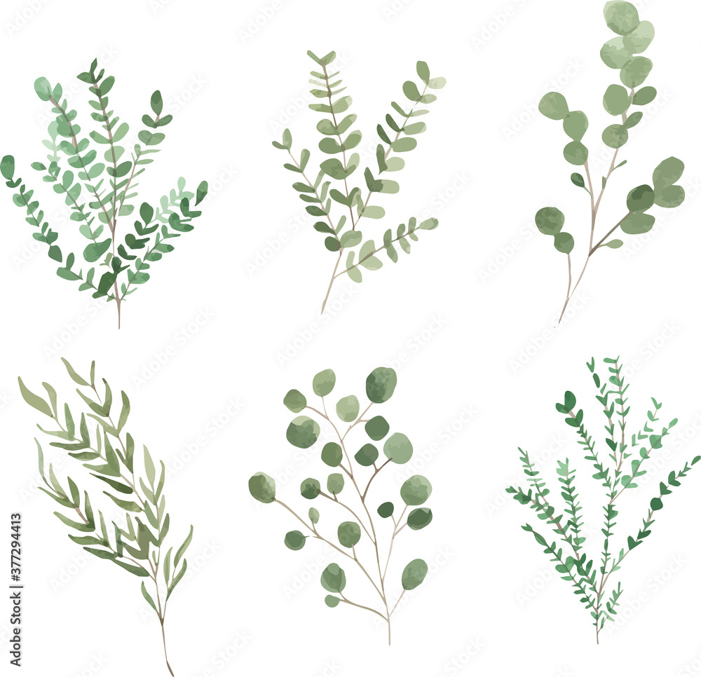 Eucalyptus Watercolor Clipart Set Stock Vector | Adobe Stock