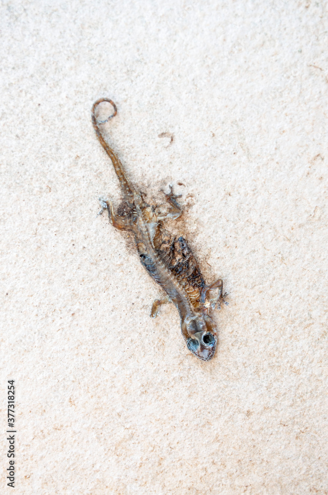 Dead lizard remains stuck on a cement wall until it is left with bones ...