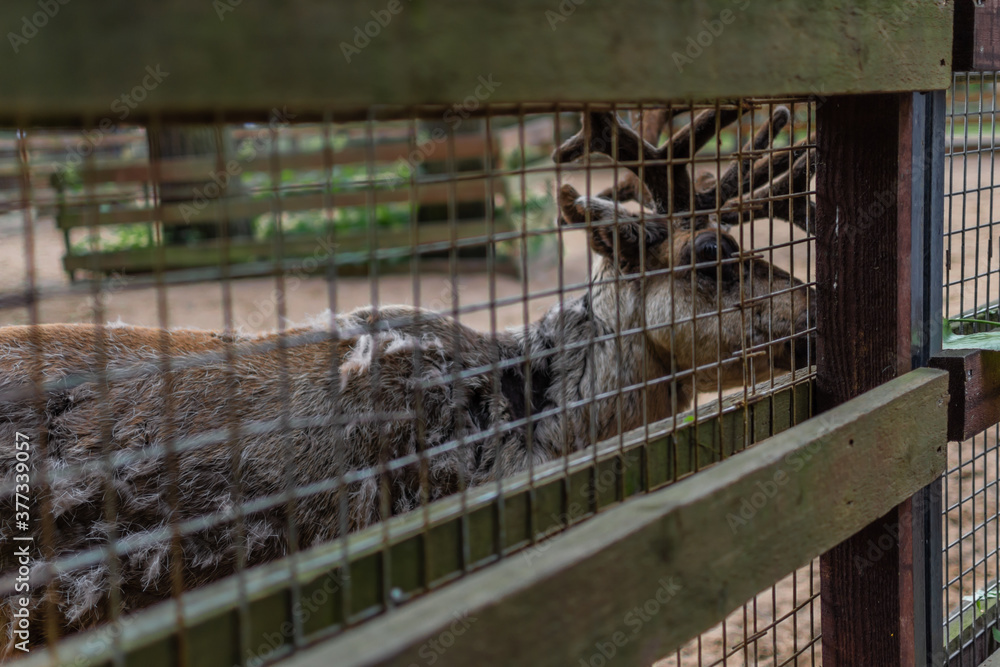 sad brown deer with antlers, muzzle, and behind the zoo cage. cruel ...