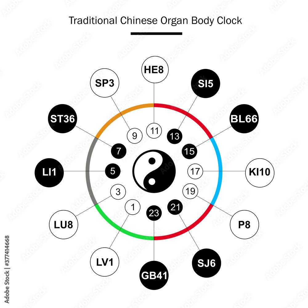 Traditional Chinese organs body clock. Main meridians - 24 hours. Yin ...