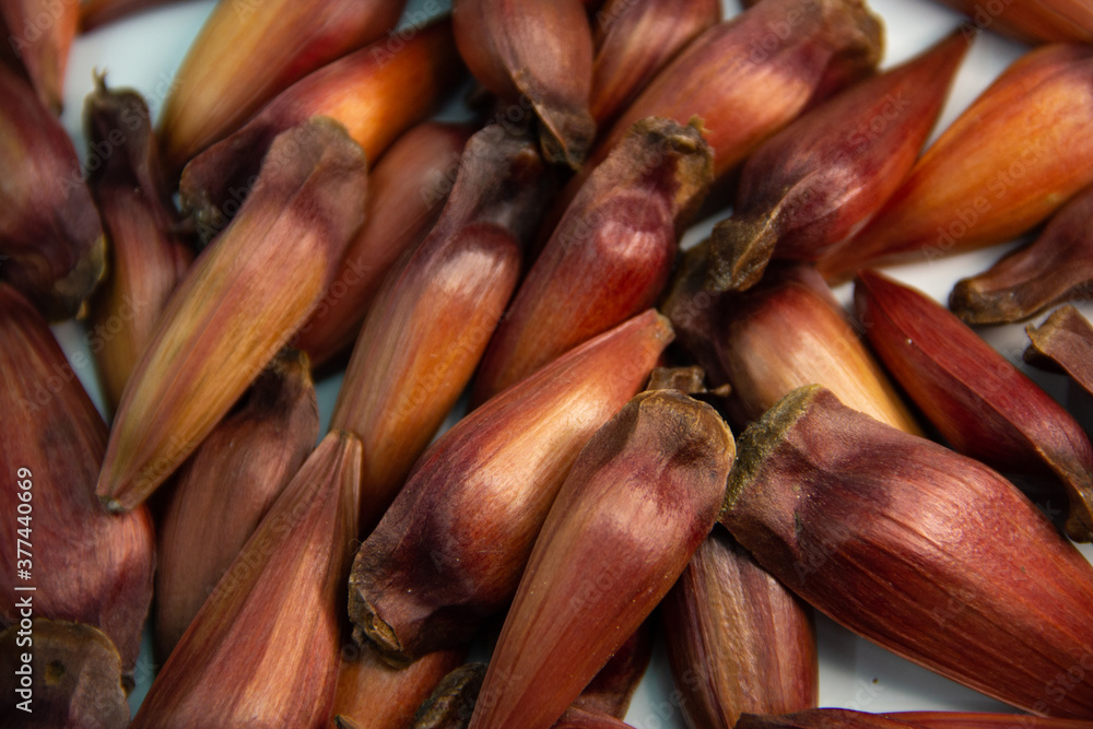 Pinhão, pinion, fruto do pinheiro, árvore brasileira Araucária, em cima ...