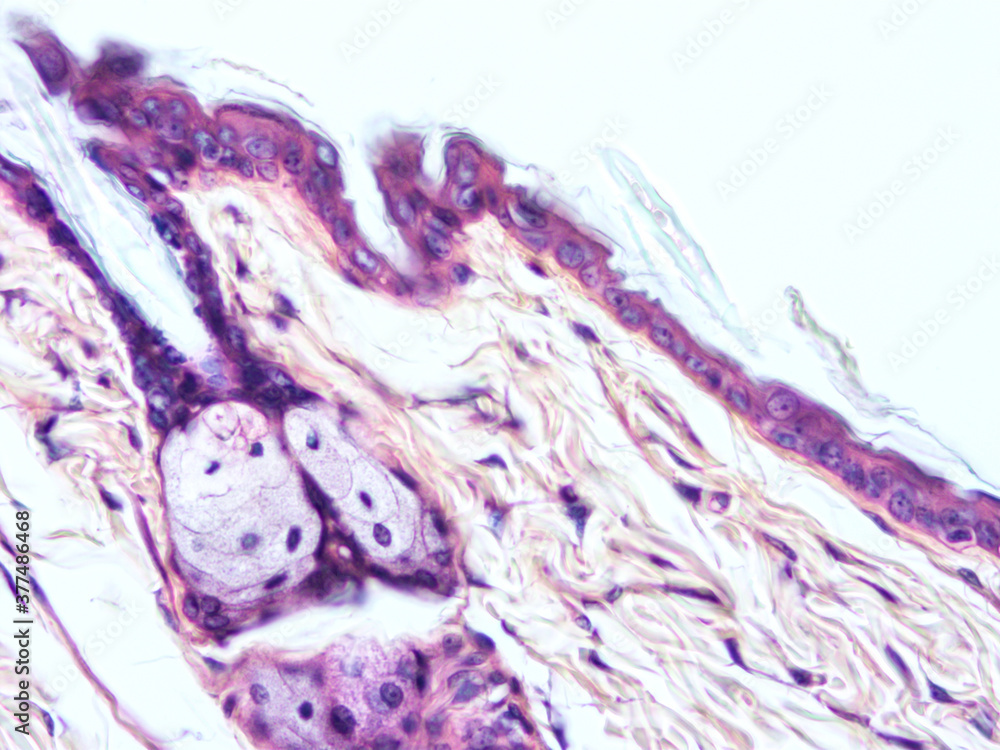 Histology of human tissue, show epithelial tissue and connective tissue ...