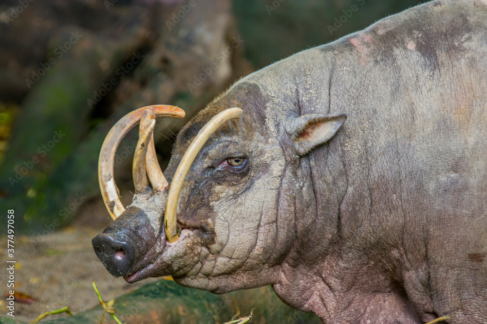 a male Buru babirusa stands alone. It is a wild pig-like animal native ...
