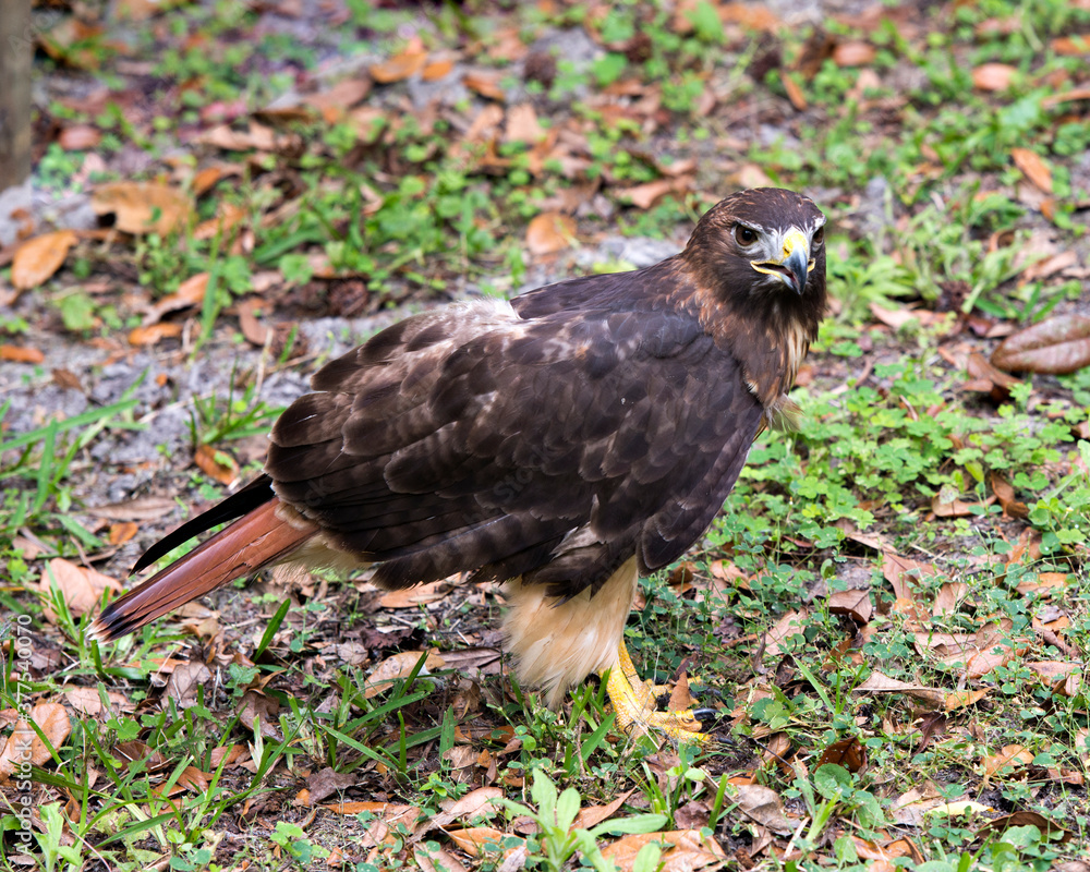 Hawk stock photos. Close-up profile view displaying brown feathers ...