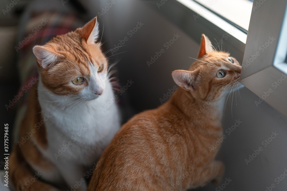 Dos gatos domesticos de color marron intentan abrir la ventana Stock ...
