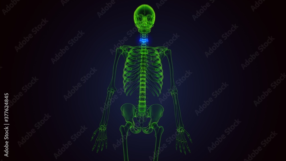 3d render of human skeleton cervical vertebrae bone anatomy Stock ...