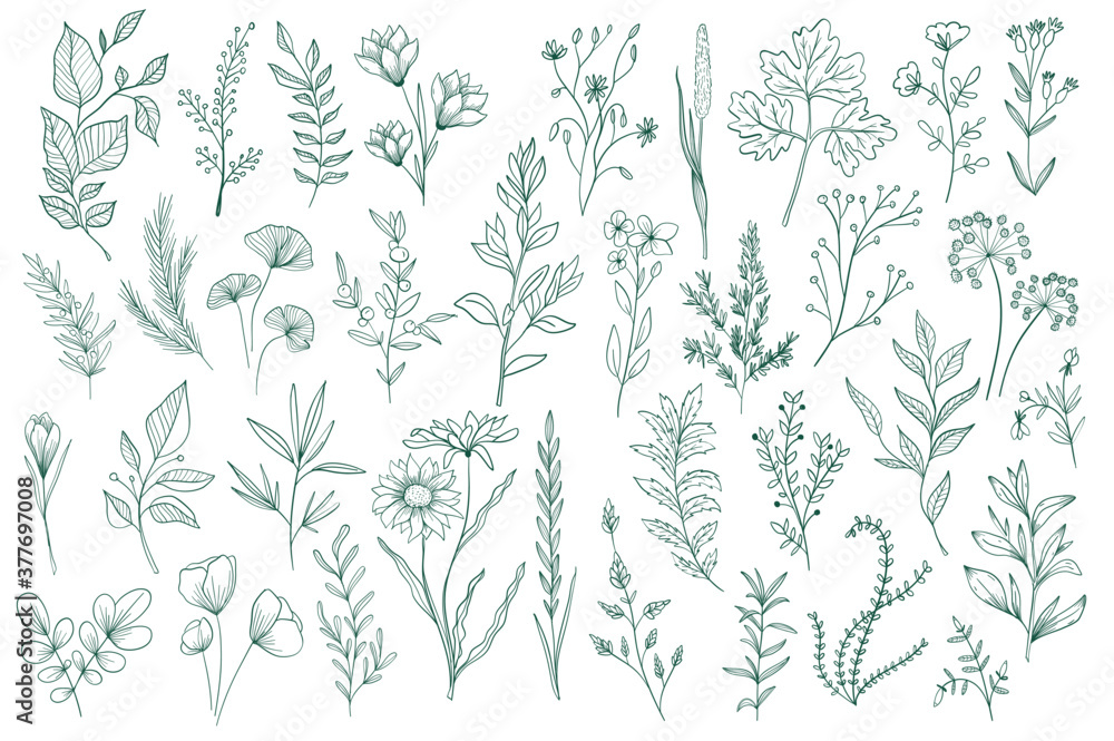 Bundle of hand drawn floral decorative elements. Botanical clipart ...