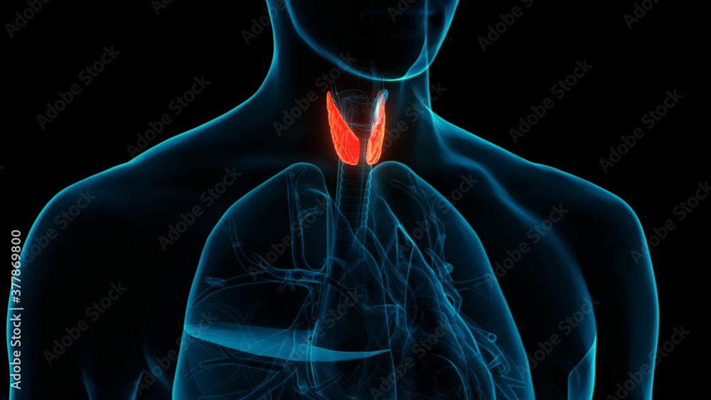 Human Body Glands Lobes of Thyroid Gland Anatomy Stock Illustration ...