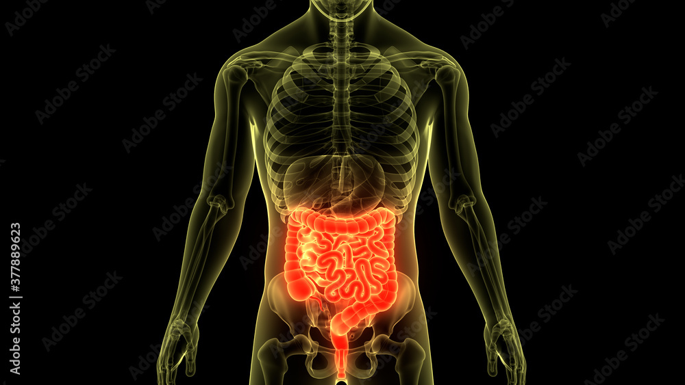 Human Digestive System Large and Small Intestine Anatomy Stock ...