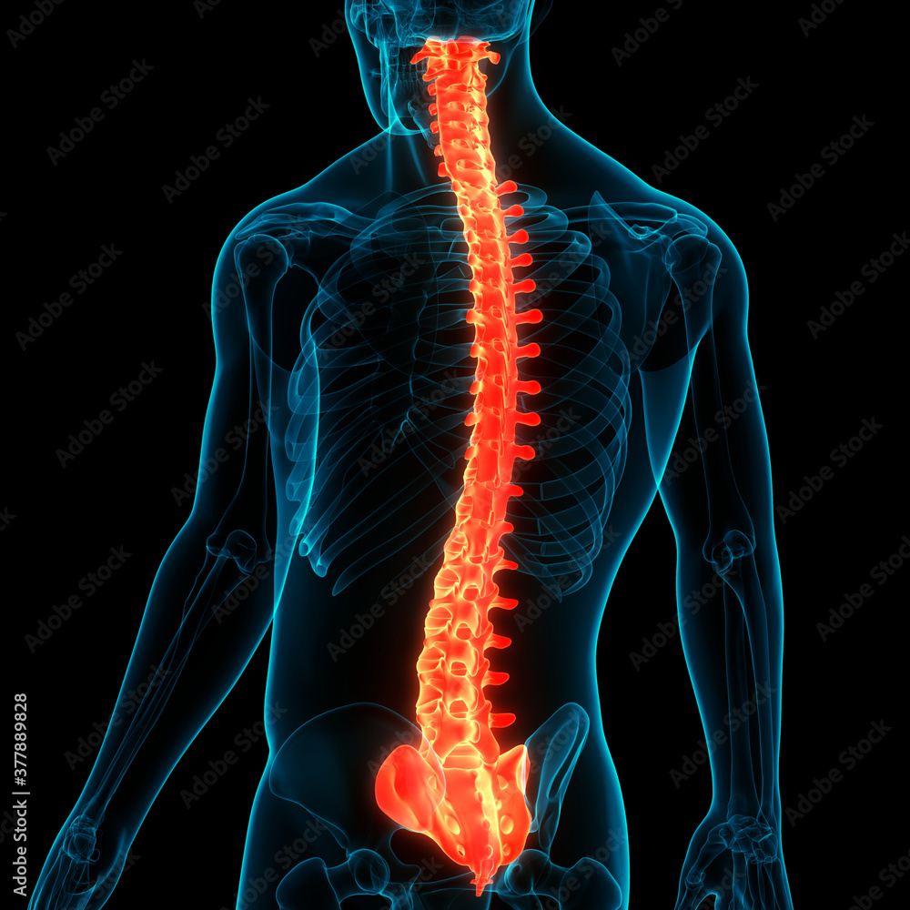 Spinal Cord Vertebral Column of Human Skeleton System Anatomy Stock ...