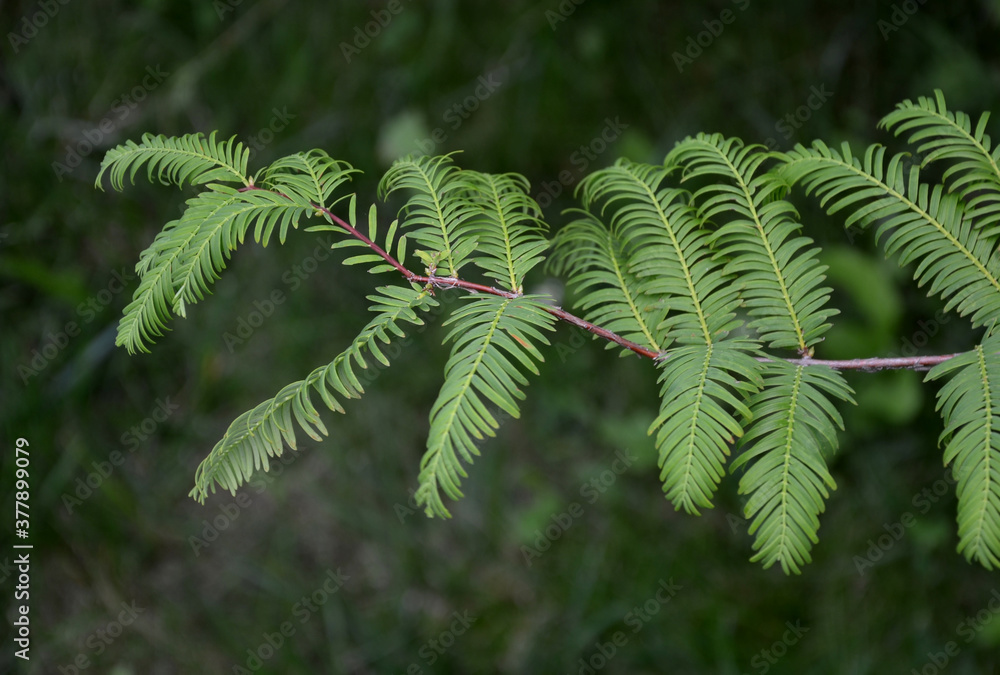 The Canadian hemlock, sometimes also called the Canadian tsuga, is a ...