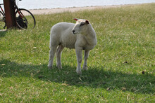 Sheep, Hampshire, Mammal Free Stock Photo - Public Domain Pictures