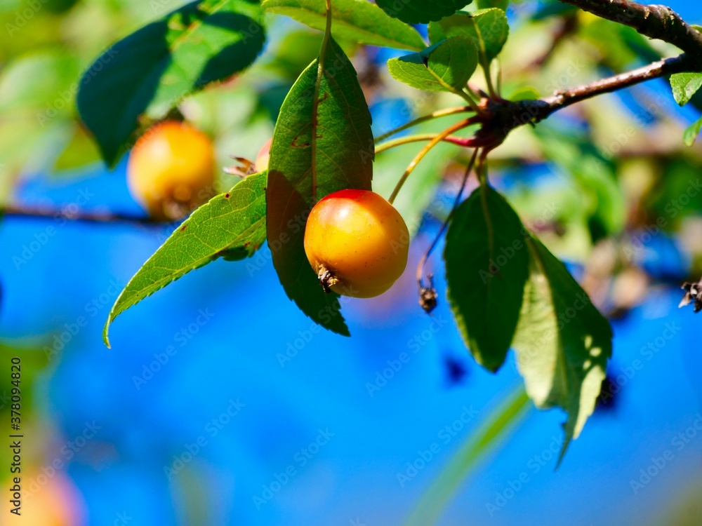 Fruits of the cut-leaf crabapple.Malus transitoria, the cut-leaf ...