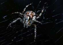 Creeping Spider Free Stock Photo - Public Domain Pictures