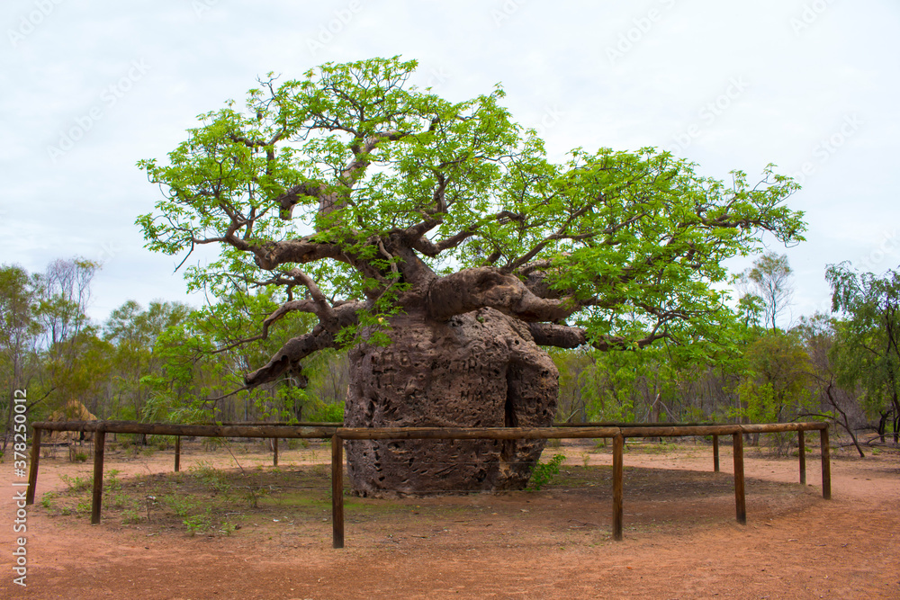 Foto stock di Famous Boab Prison Tree,a large hollow Adansonia gregorii ...