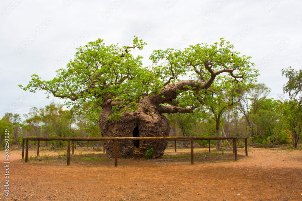 Famous Boab Prison Tree,a large hollow Adansonia gregorii (Boab) tree ...