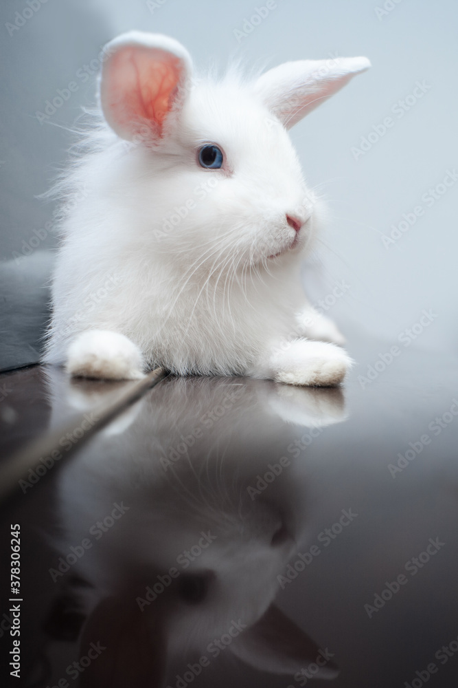 White Lionhead Rabbit Blue Eyes