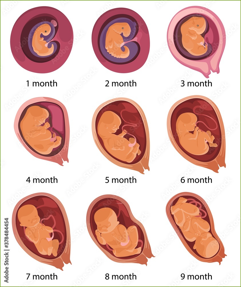 Human embryo evolution, flat vector illustration. Month-by-month pregnancy stages, embryonic and ...