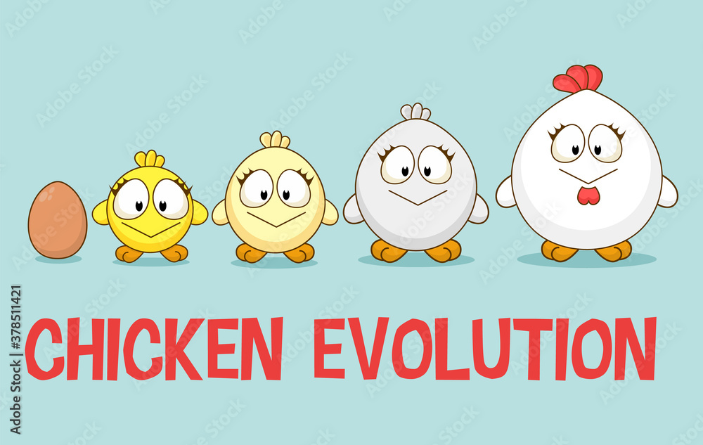 Cute Little Chicken in different ages growth stages. Cultivation of ...