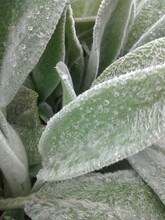 Lamb's Ear And Dew Close-up Free Stock Photo - Public Domain Pictures