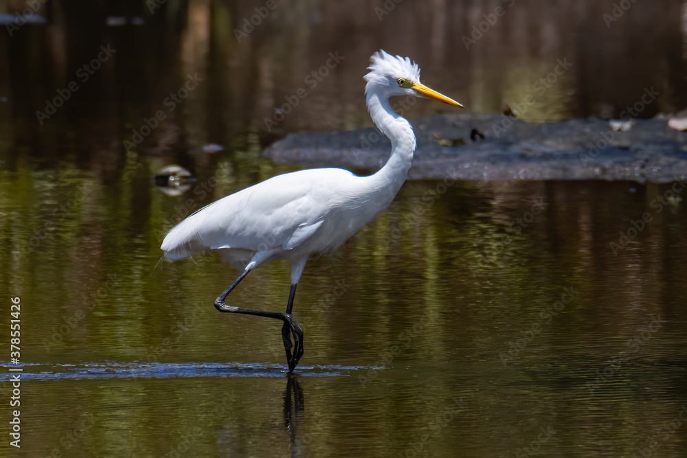 Nature wildlife image of Egret bird on wetland center in Kota Kinabalu ...