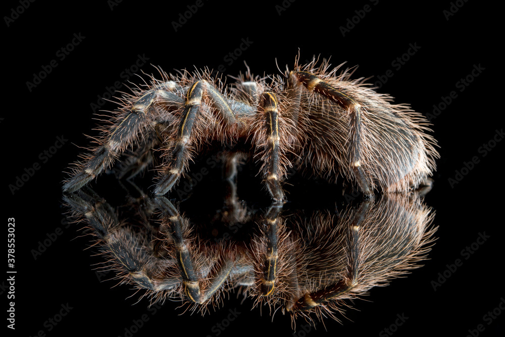 Grammostola Pulchripes tarantula (Chaco Golden Knee), tarantula front ...