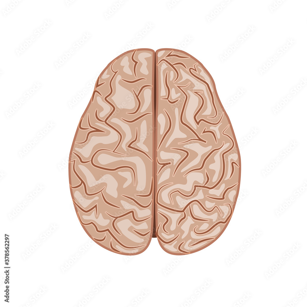 Human brain, nervous system. View from above. Internal organs structure ...