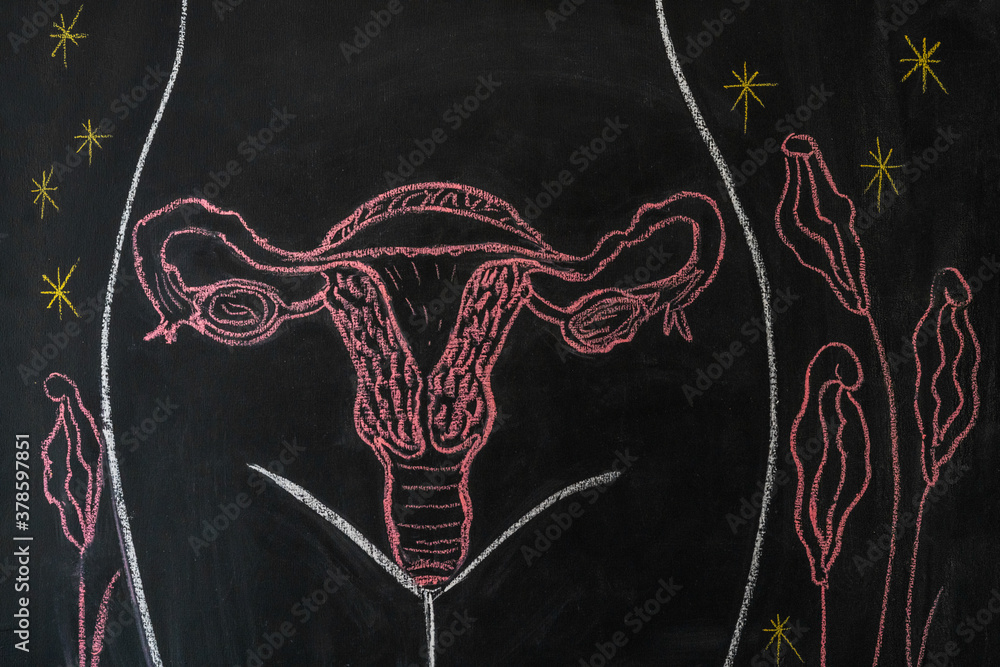 Simple and cute cartoon drawing of female reproductory system on ...