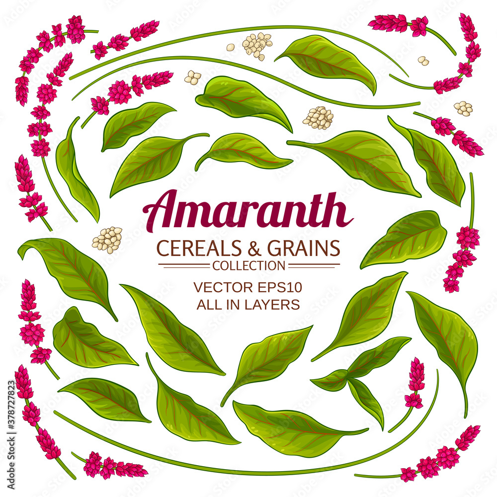 amaranth elements set Stock Vector | Adobe Stock