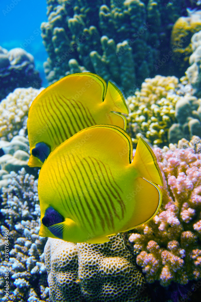 Beautiful Butterfly Fish Swimming In The Red Sea In Egypt. Blue Water ...