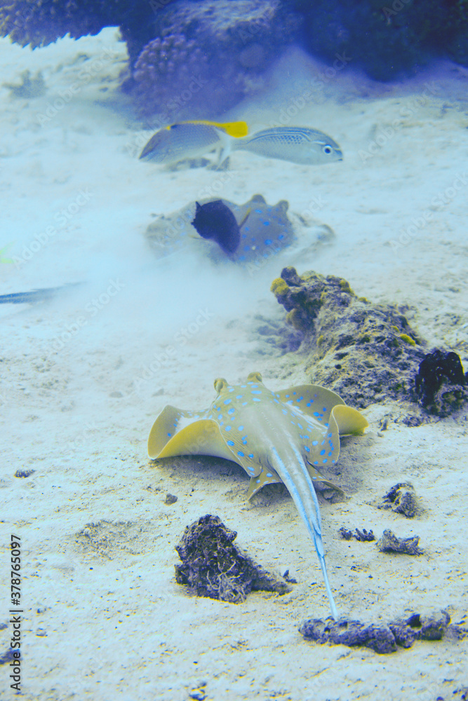 Beautiful Blue Spotted Stingray In The Red Sea In Egypt. Blue Water ...