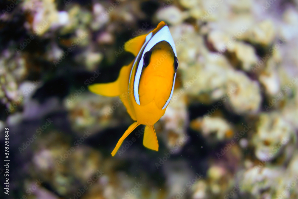 Beautiful Coral Fish Nemo Swimming In The Red Sea In Egypt. Finding ...