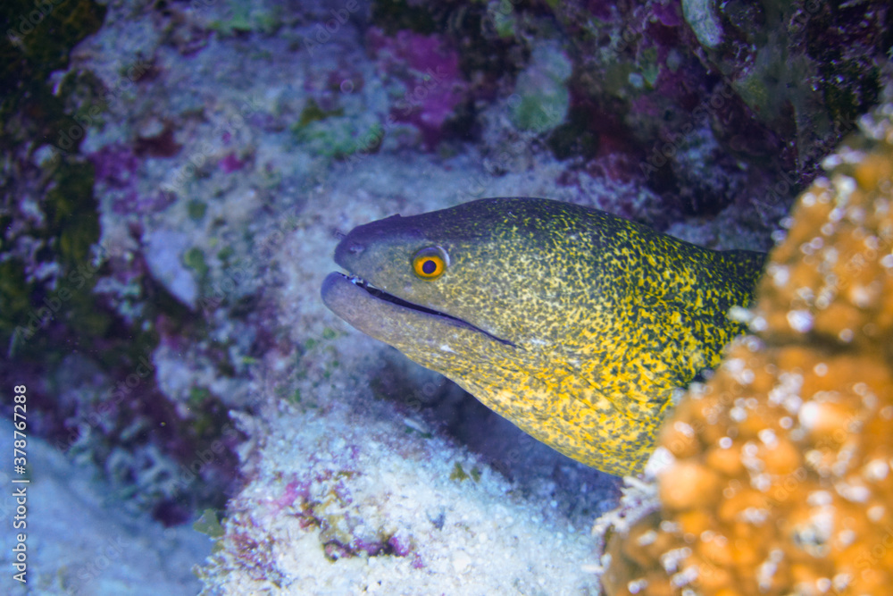 Beautiful Moray Eel Swimming In The Red Sea In Egypt. Blue Water ...