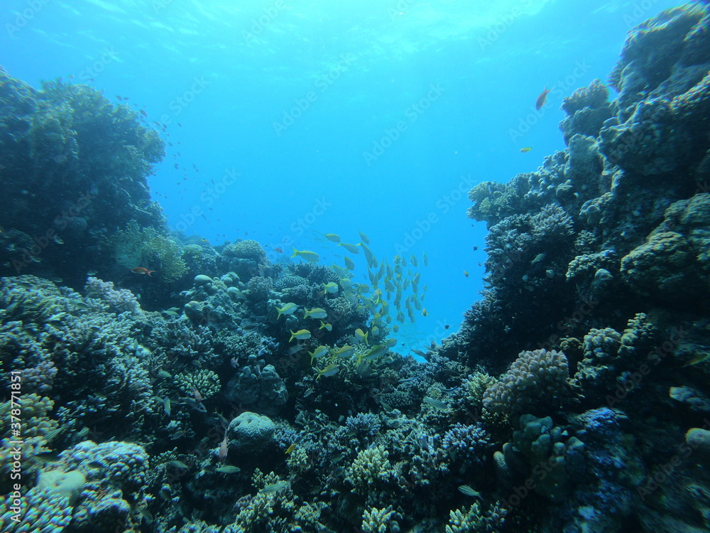 Beautiful Coral Reef With Many Fishes In The Red Sea In Egypt. Colorful ...