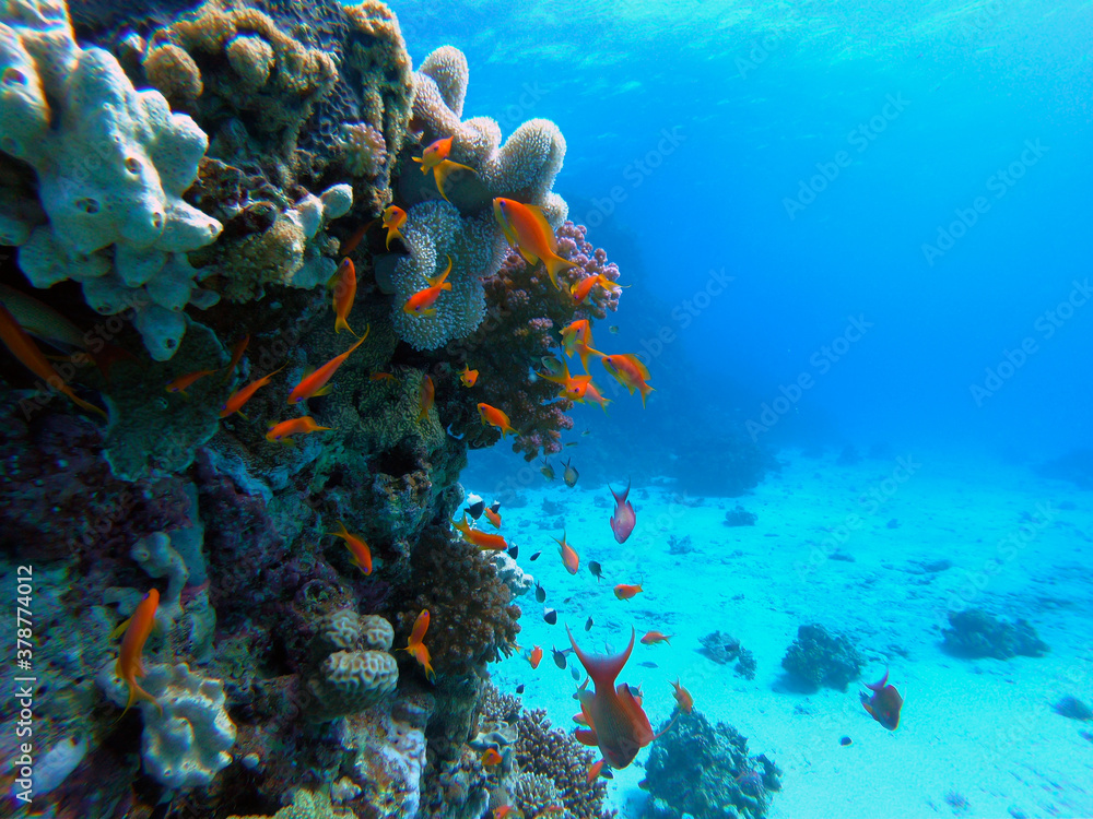 Foto de Stock Beautiful Coral Reef With Many Goldfishes In The Red Sea ...