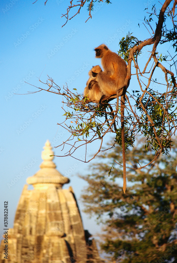 Low angle view of two monkeys sitting on branch in front of a temple ...