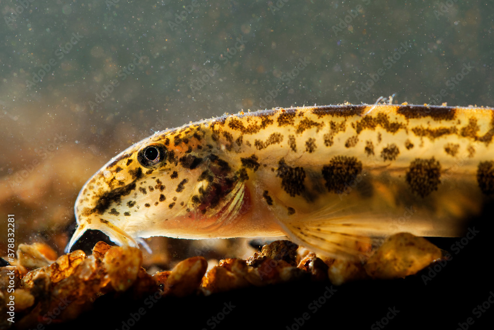 Stock-Foto „Golden Spined Loach - Sabanejewia balcanica is a genus of ...