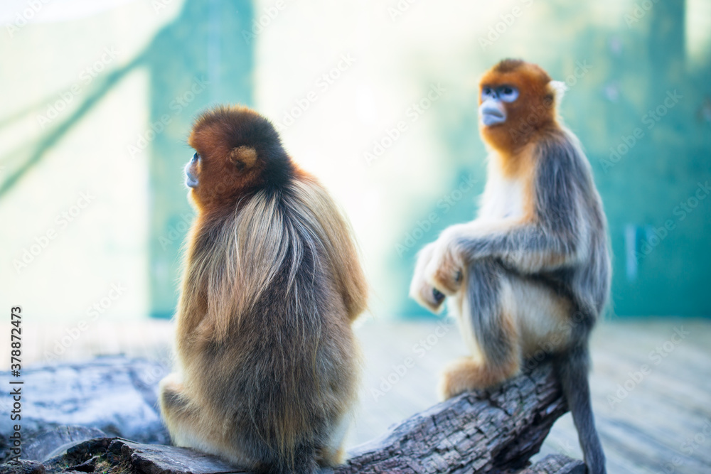 Chinese Golden monkey(Rhinopithecus), a very rare primate Stock Photo ...