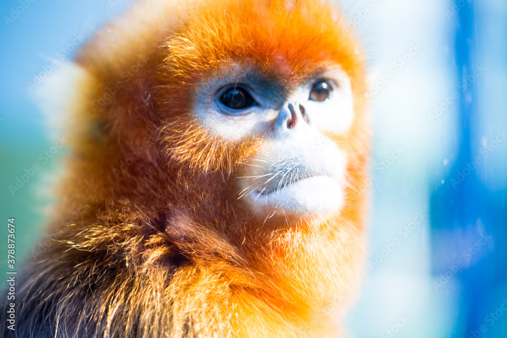 Chinese Golden monkey(Rhinopithecus), a very rare primate Stock Photo ...