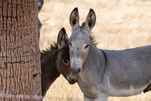 Wild Burro Face Free Stock Photo - Public Domain Pictures