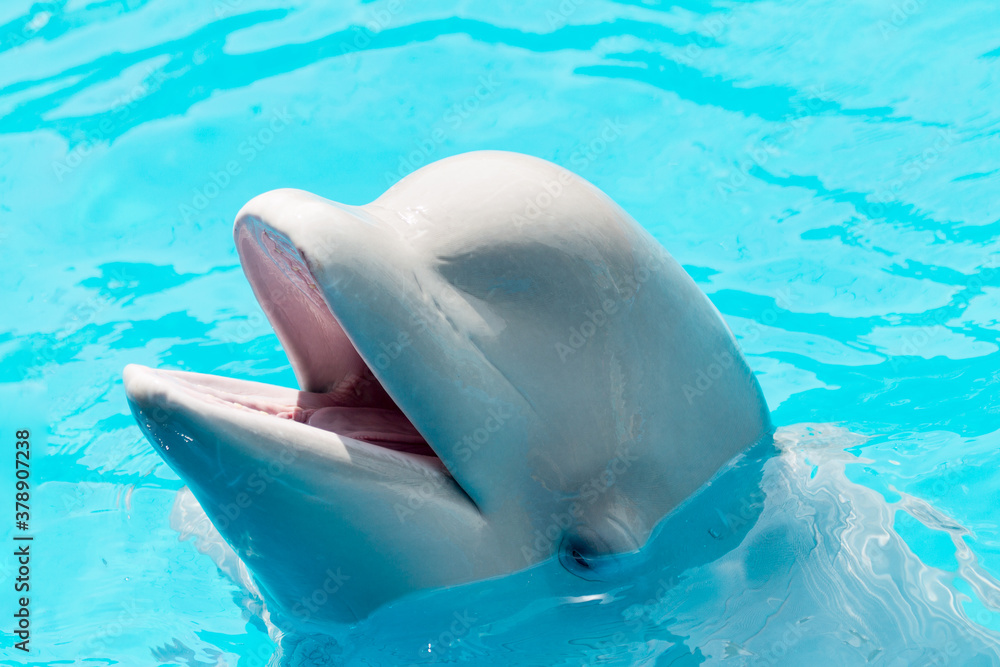 Friendly beluga whale or white whale in water. Beluga whale white ...